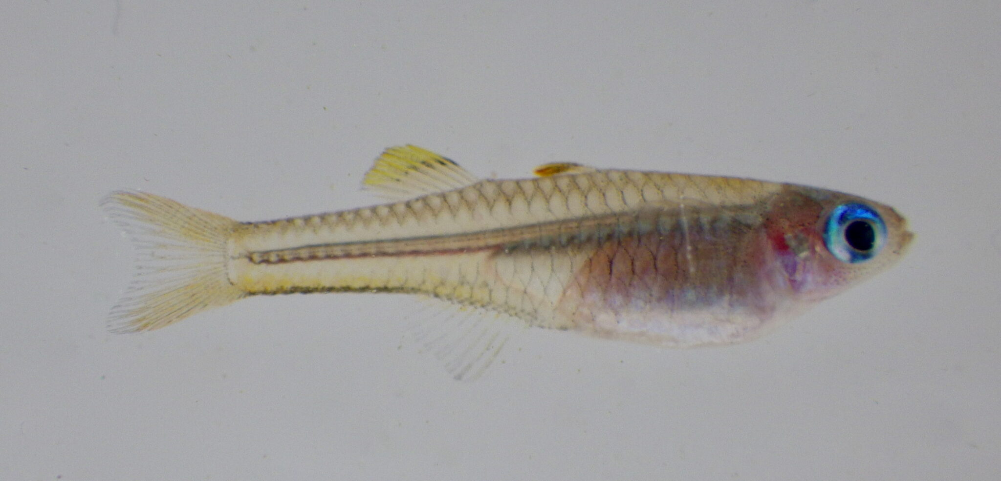 Ivantsoff's Blauauge im Aquarium | Aquahandel.de