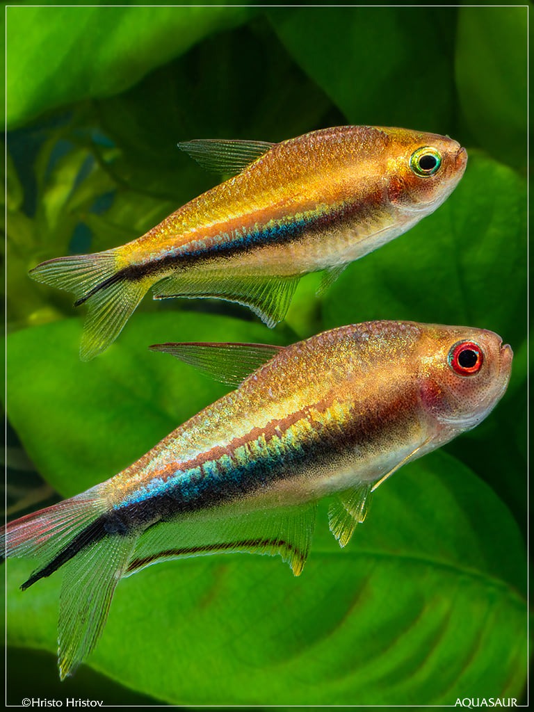 Regenbogentetra (Nematobrycon lacortei) im Aquarium